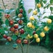 Grow Your Own Multi Fruit Trees Live Cuttings for Planting or Grafting ...