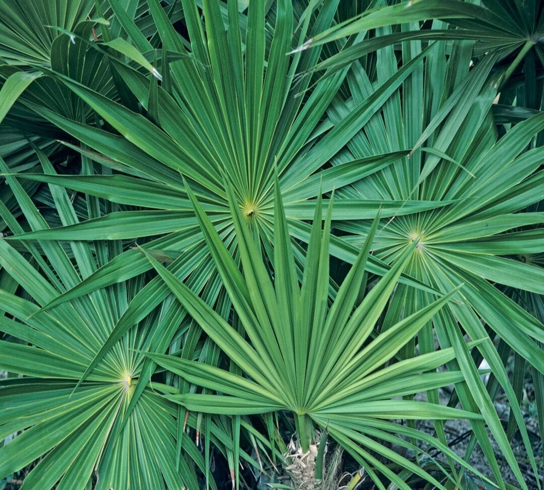 Live Palm Sprout With Roots Organic Palmetto Palm Trees 1-2 - Etsy