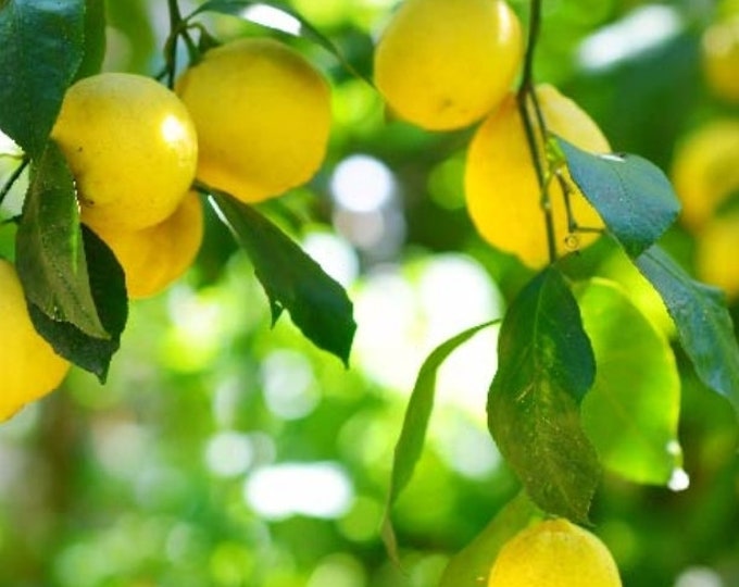 Meyer Lemon Tree Starter Cutting | Grow Your Own Lemons! Healthy ...