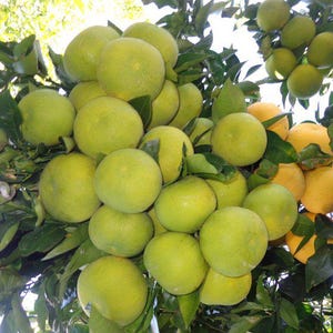 Grow Your Own Multi Fruit Trees! Live Cuttings for Planting or Grafting ...