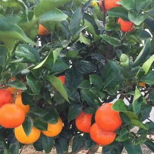 Grow Your Own Multi Fruit Trees! Live Cuttings for Planting or Grafting ...