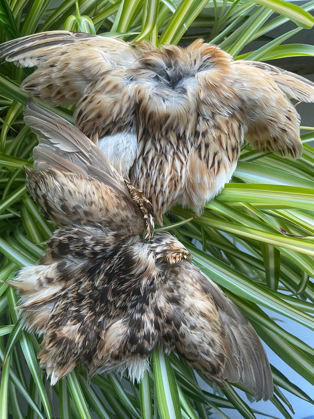 Dried Whole Quail Pelts Skins With Feathers and Wings - Etsy