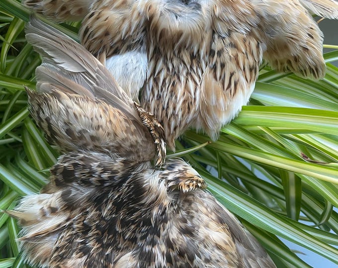 Dried Whole Quail Pelts Skins With Feathers and Wings - Etsy