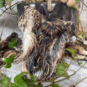 Dried Quail Pelts Skins With Feathers - Etsy