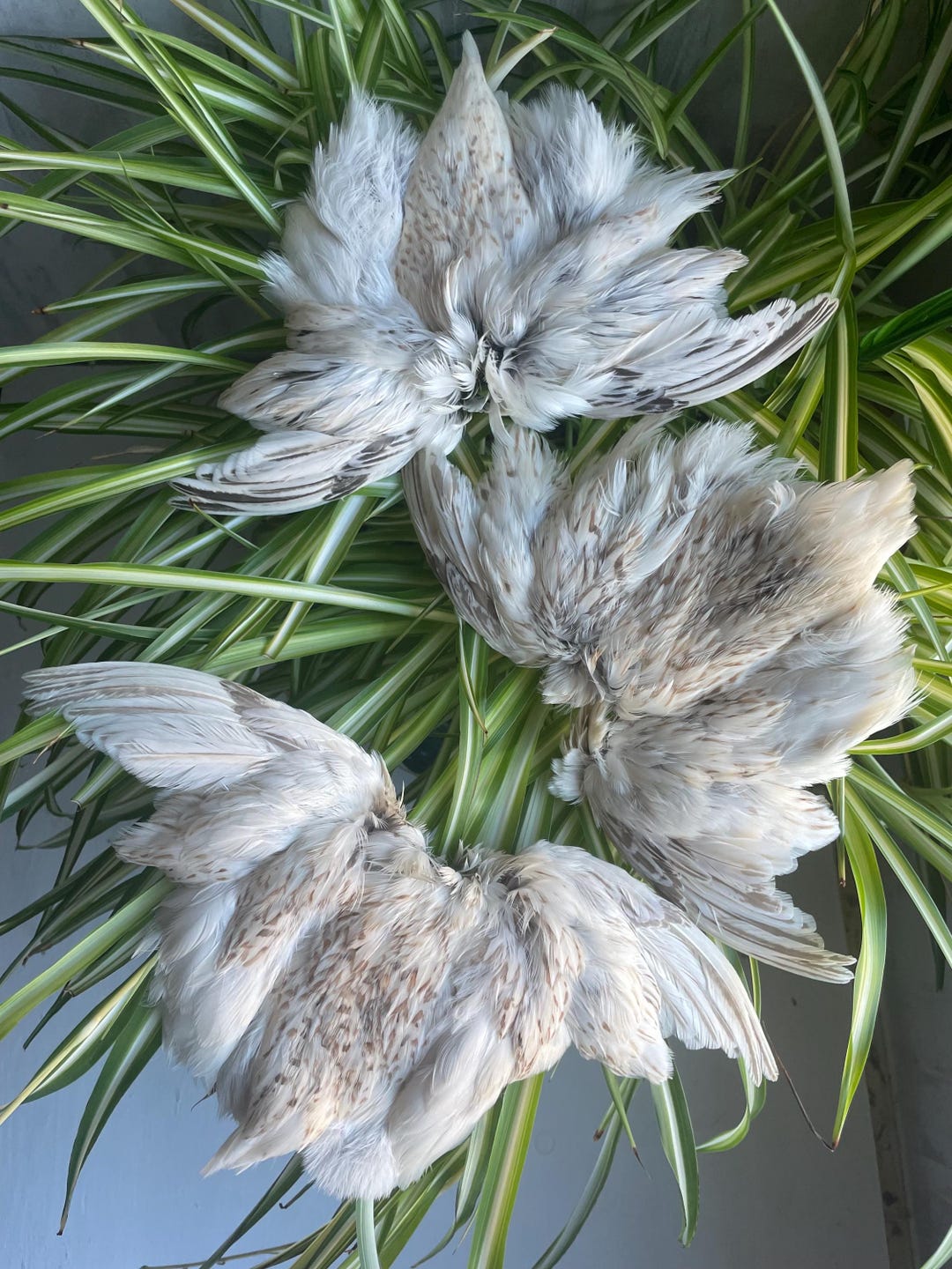 Dried Whole Quail Pelts Skins With Feathers and Wings - Etsy