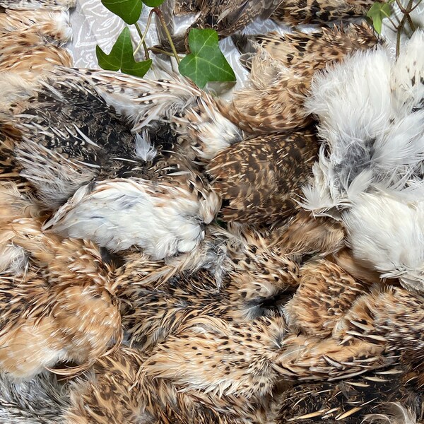 Quail Feathers - Etsy