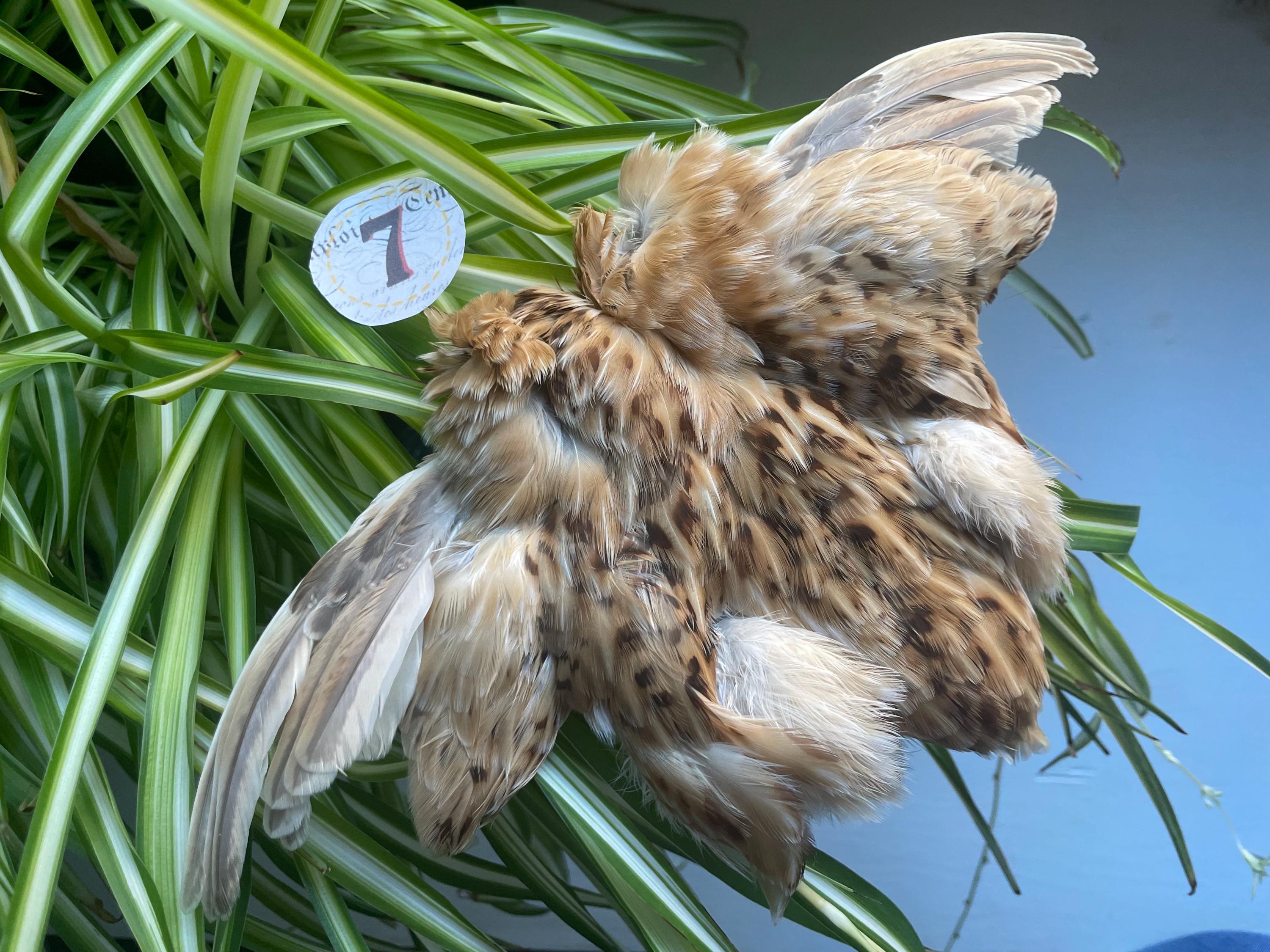 Dried Whole Quail Pelts Skins With Feathers and Wings - Etsy