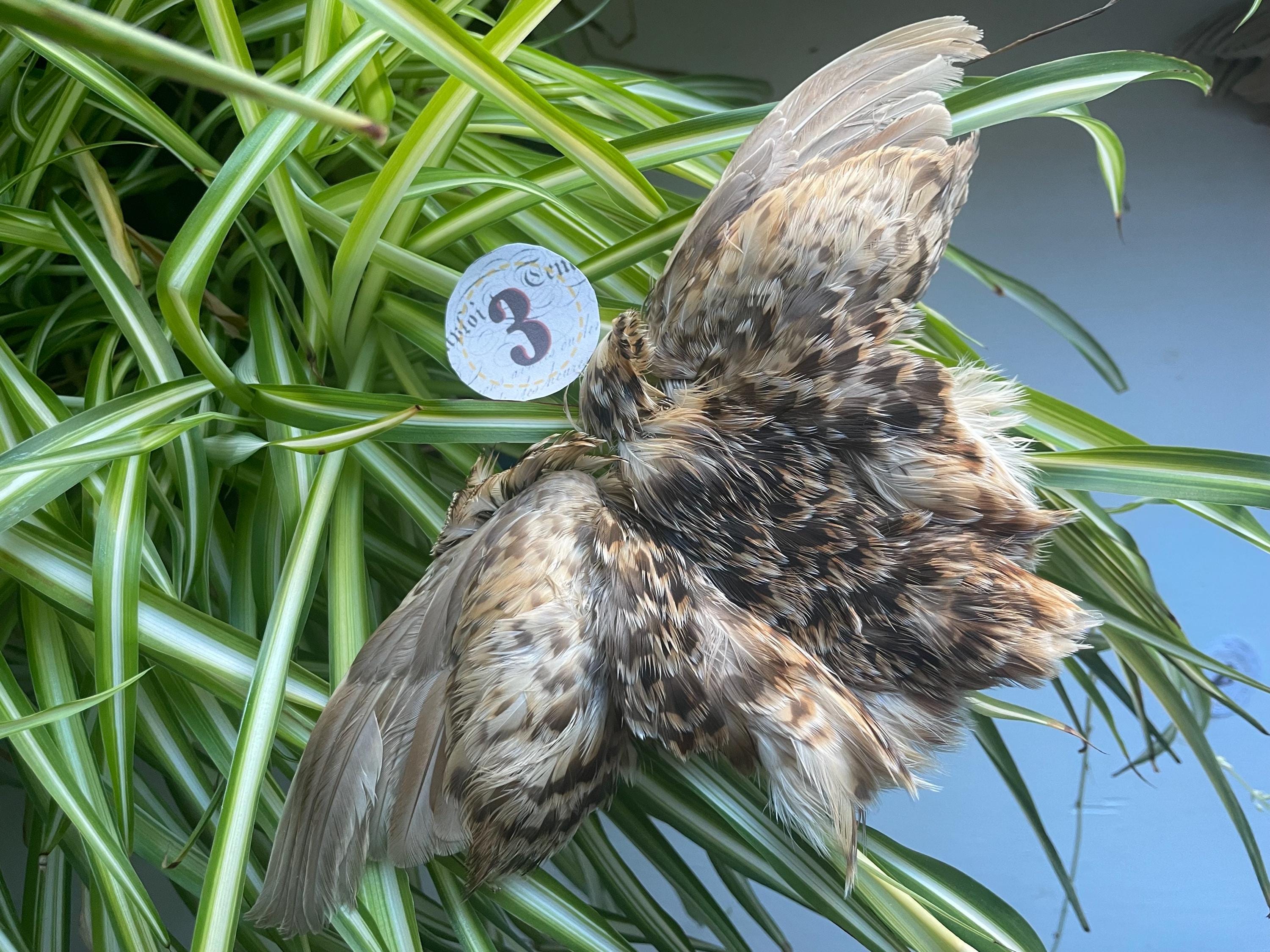 Dried Whole Quail Pelts Skins With Feathers and Wings - Etsy