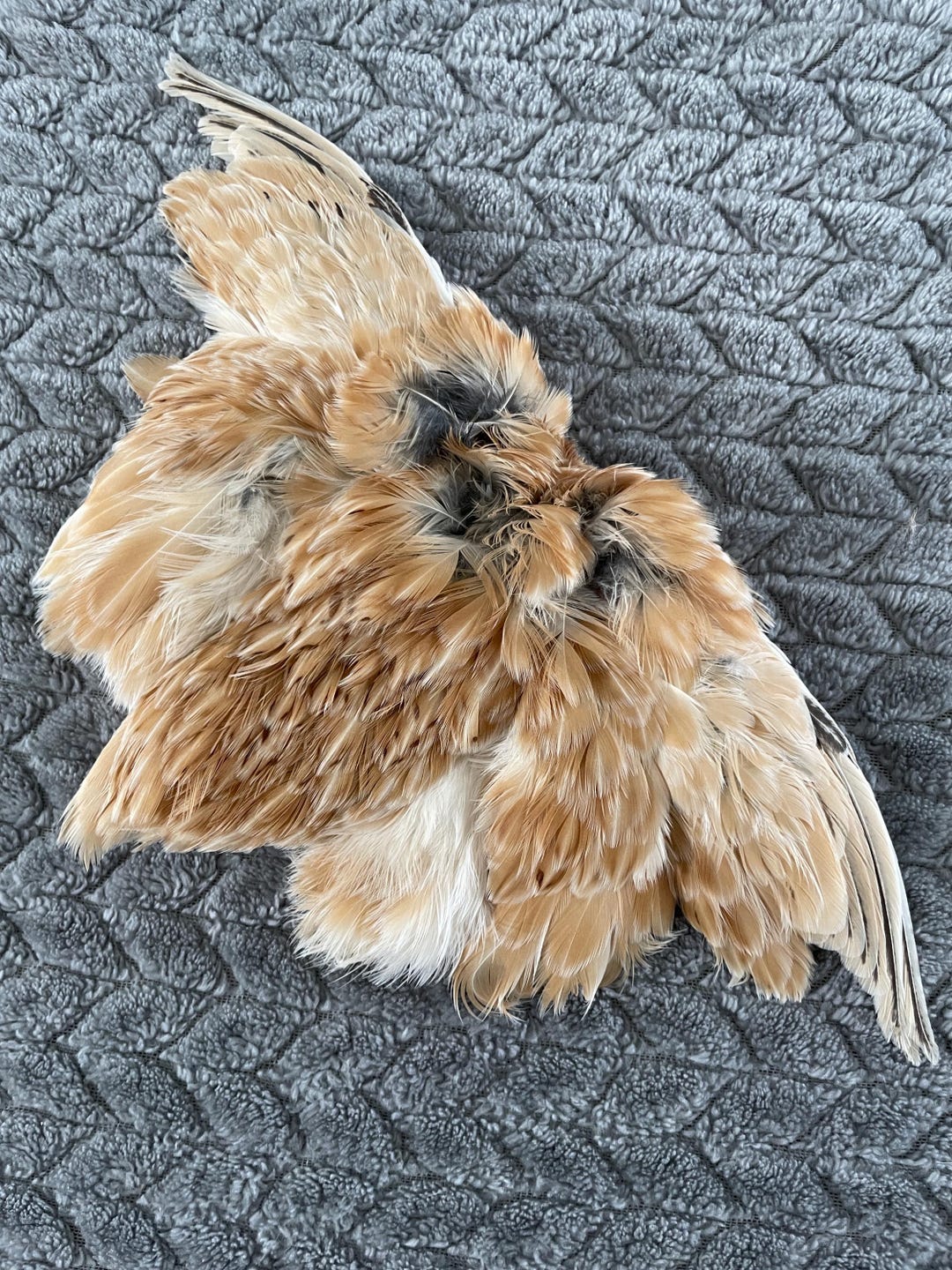 Dried Quail Feathers and Wings - Cinnamon Buff - Etsy