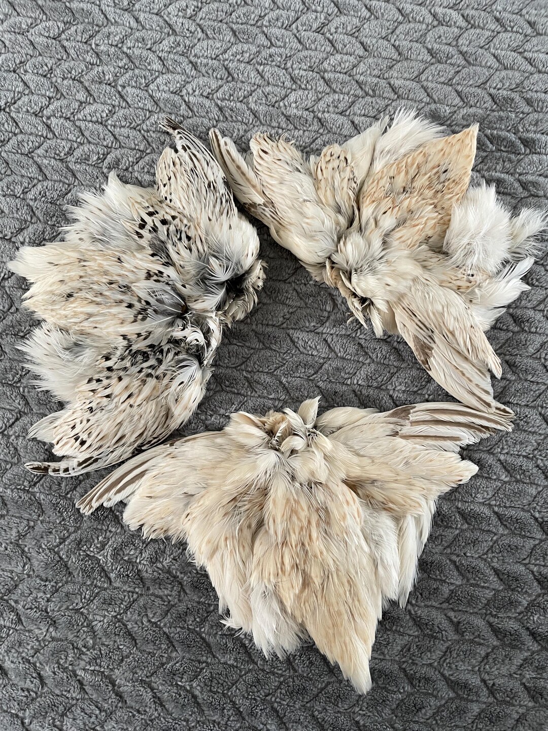Dried Whole Quail Pelt Skin With Feathers and Wings - Shades of White ...