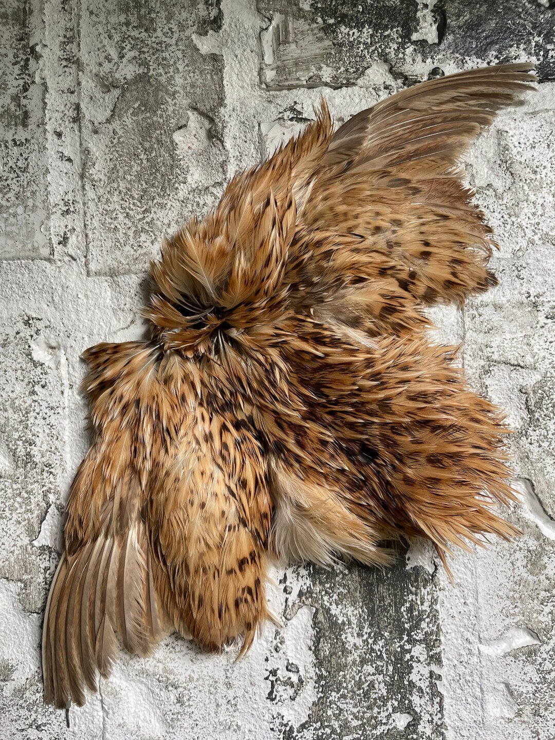 Dried Whole Quail Pelt Skin With Feathers and Wings - Etsy