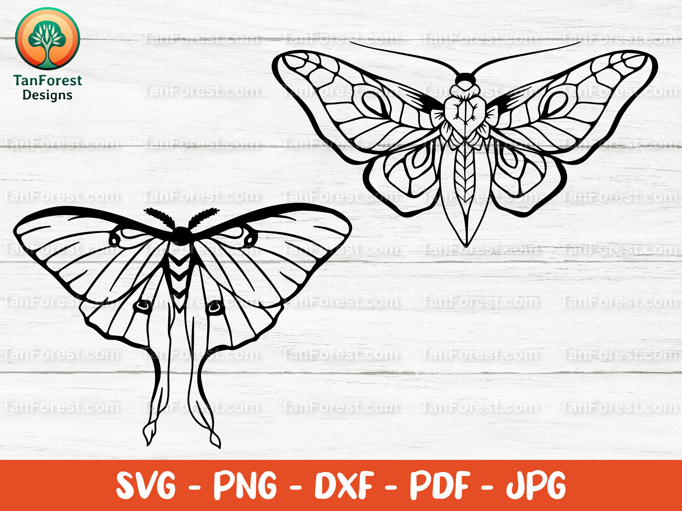 Moth SVG Bundle, Insect Svg, Moth Clipart, Celestial Moth Svg, Boho ...