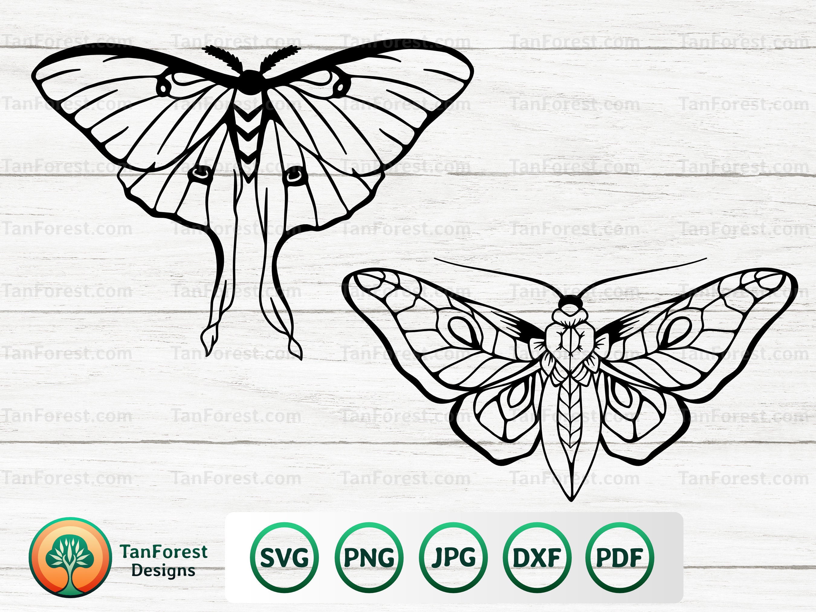 Moth SVG Bundle Insect Svg Moth Clipart Celestial Moth Svg - Etsy UK