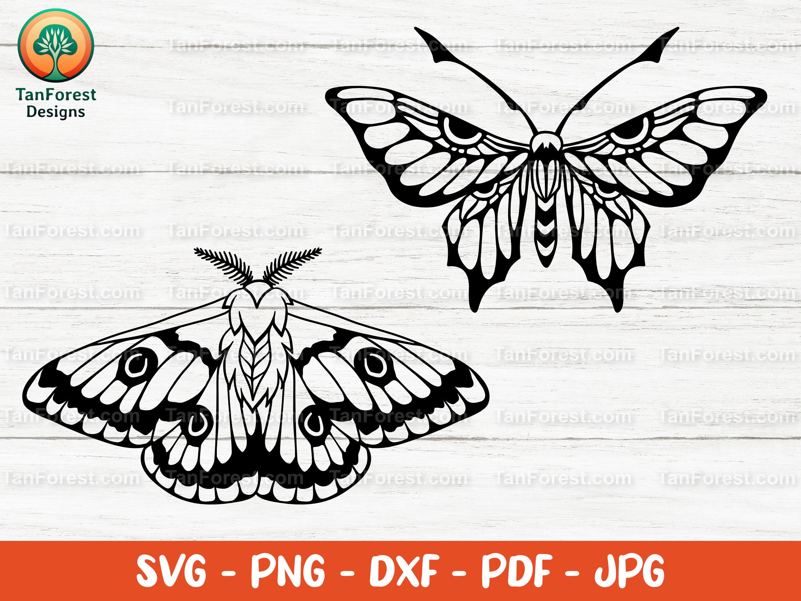 Moth SVG Bundle, Insect Svg, Moth Clipart, Celestial Moth Svg, Boho ...