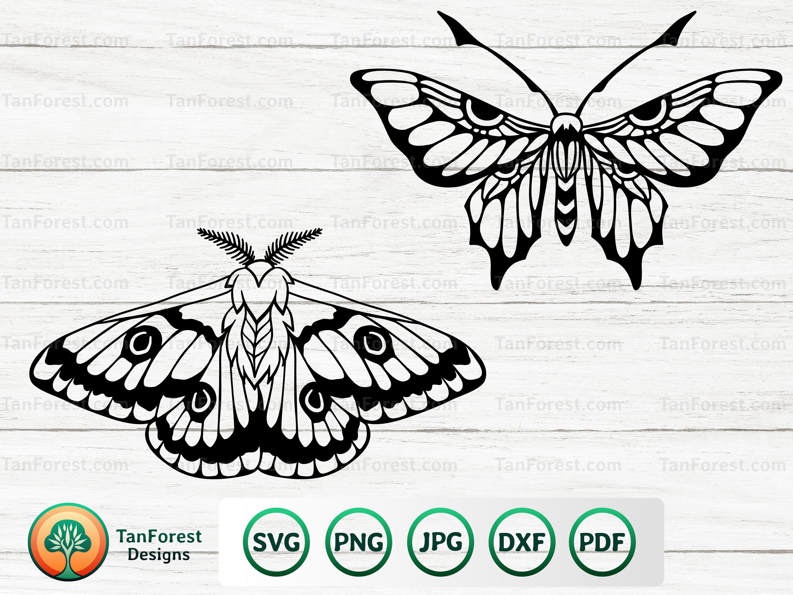 Moth SVG Bundle Insect Svg Moth Clipart Celestial Moth Svg - Etsy
