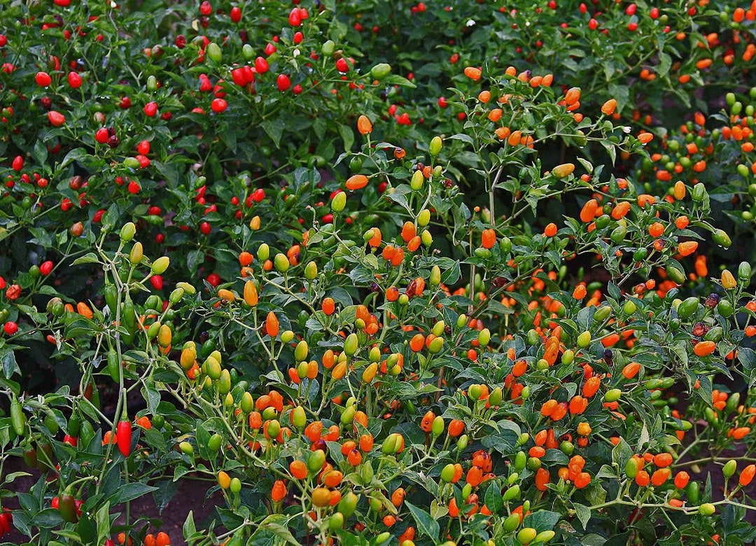 Pequin Pepper Plants/ 2 Live Plants 5-8 Tall in A Pot/ Bird Pepper/ Hot ...