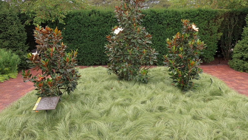 2 Carex Grass Plants in 4 Pot Amazon Mist Ornamental Grass Plant ...