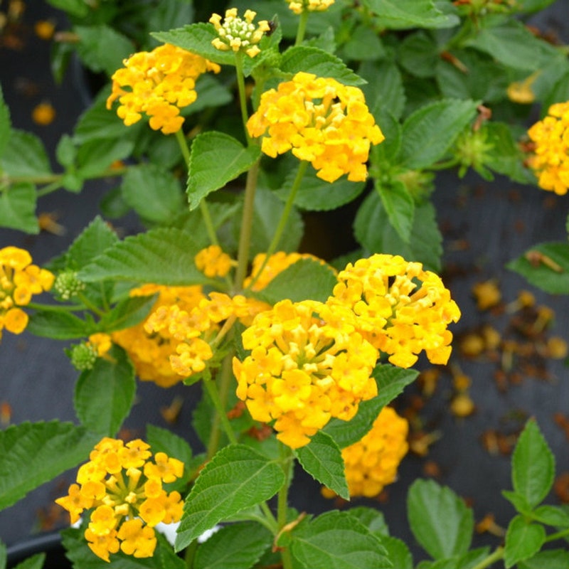 Yellow Lantana - Etsy