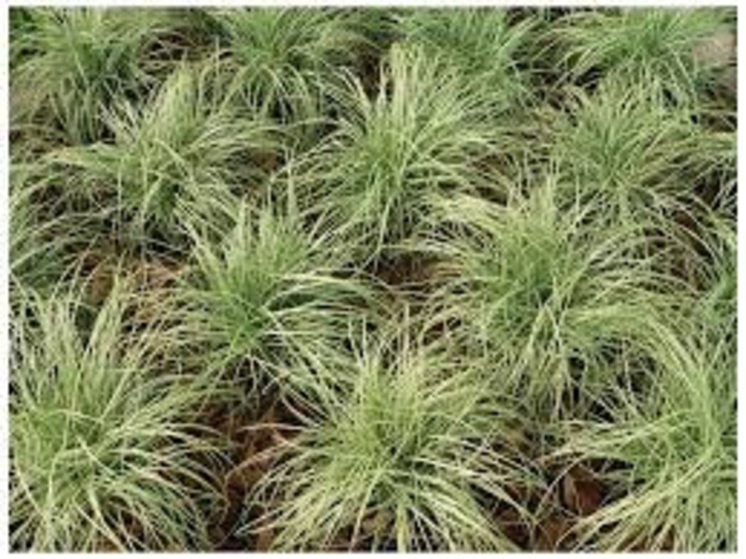 Carex Grass Plants / Set 2 Plants in 4 Pot / Amazon Mist Ornamental ...