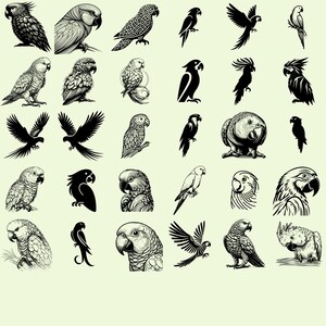 Parrot Svg Bundle, Parrot Vector, Parrot Silhouette, Parrot Svg PNG Eps ...