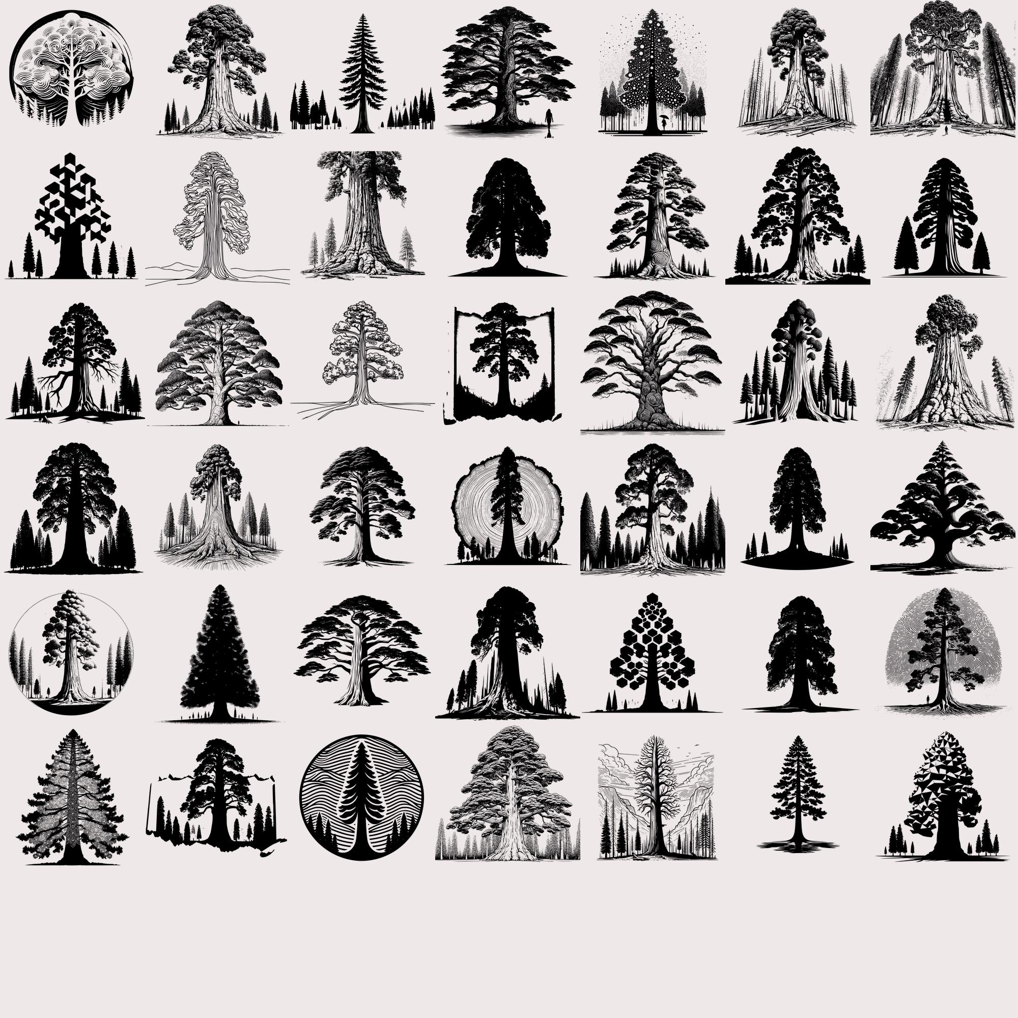 Sequoia Tree Svg Bundle, Giant Sequoia Tree Vector, Sequoia Tree ...