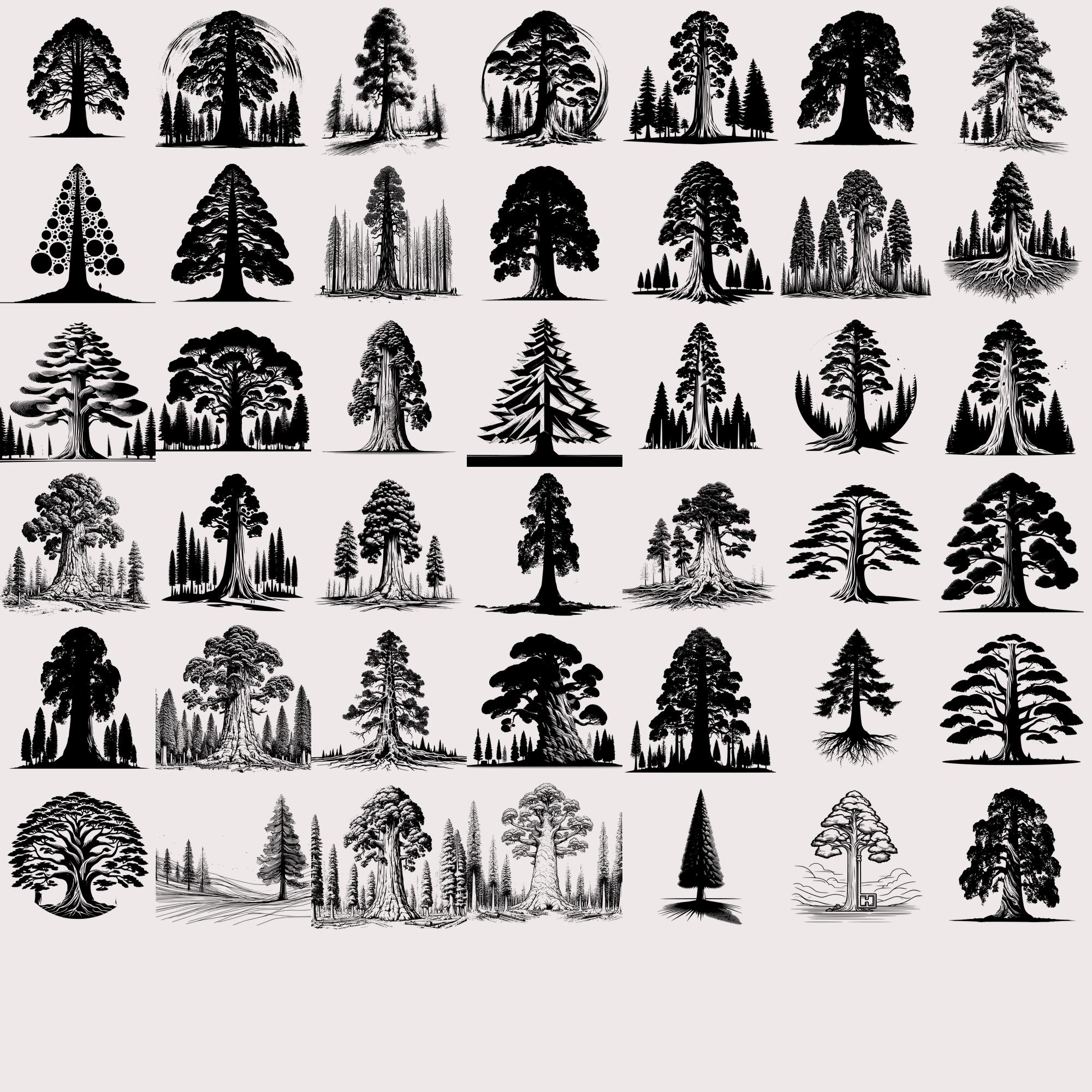 Sequoia Tree Svg Bundle, Giant Sequoia Tree Vector, Sequoia Tree ...