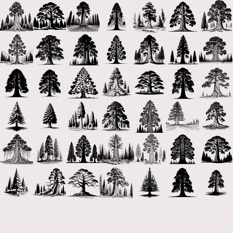 Sequoia Tree Svg Bundle, Giant Sequoia Tree Vector, Sequoia Tree ...
