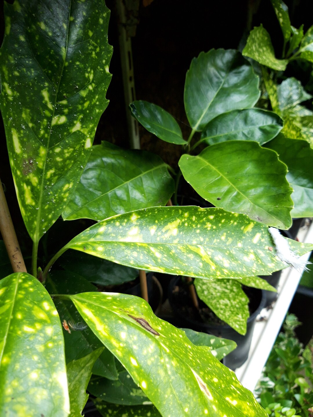 Spotted Laurel Aucuba Japonica Crotonifolia Plant in 13 Cm Pot Height ...
