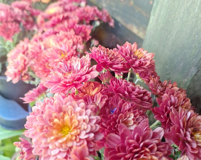 Yellow / Orange Chrysanthemum Morifolium NOT in Bloom Supplied in a ...