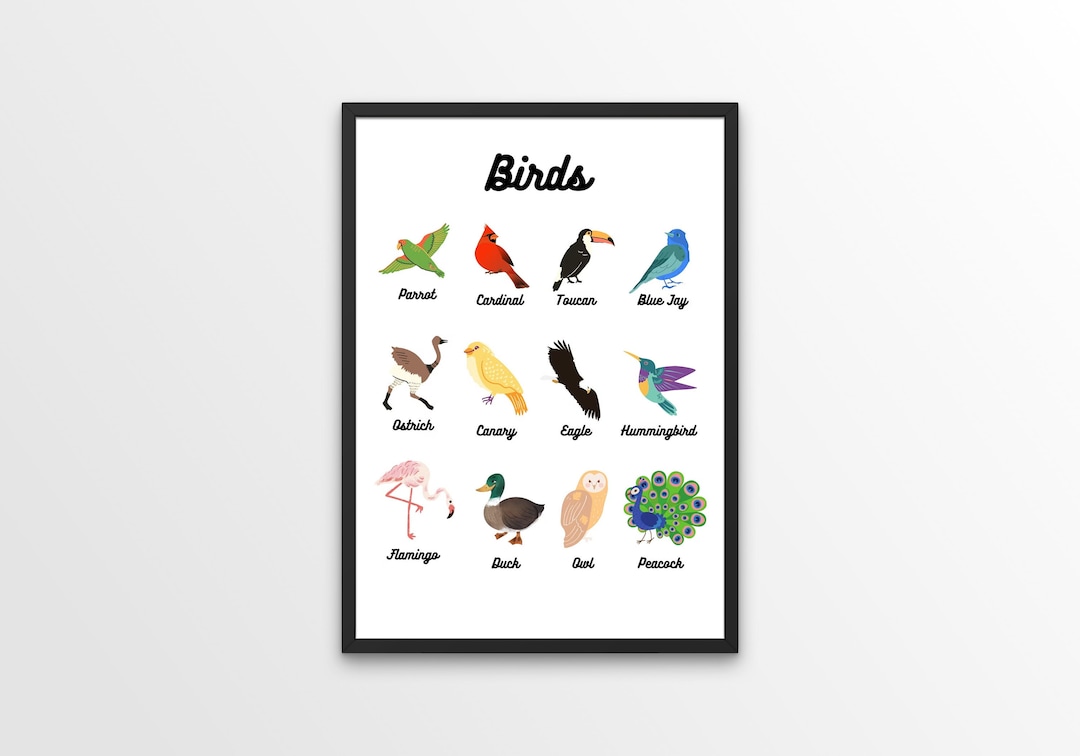 Bird Species Digital Printout - Nursery/homeschooling/montessori - 6 ...