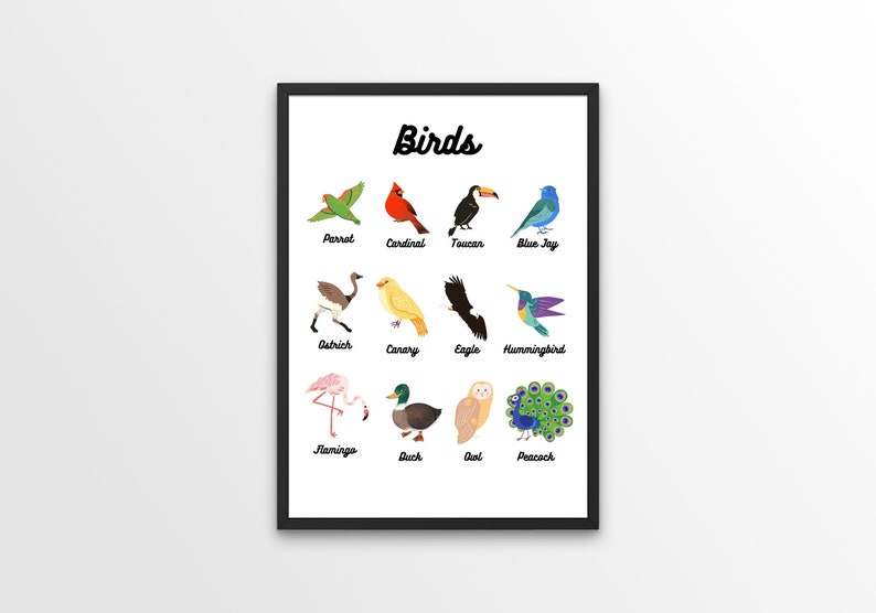 Bird Species Digital Printout - Nursery/homeschooling/montessori - 6 ...