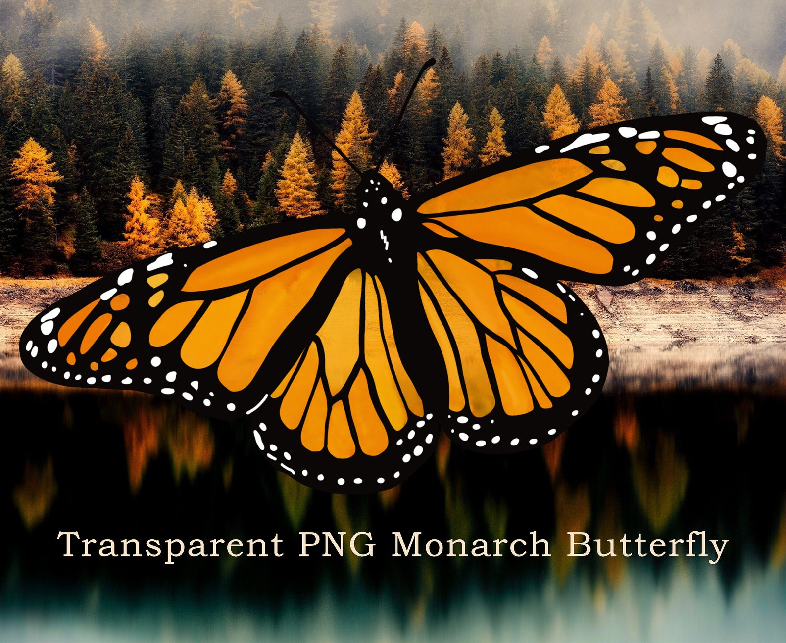 Monarch Butterfly, Monarch Butterfly PNG, Butterfly PNG Sublimation ...