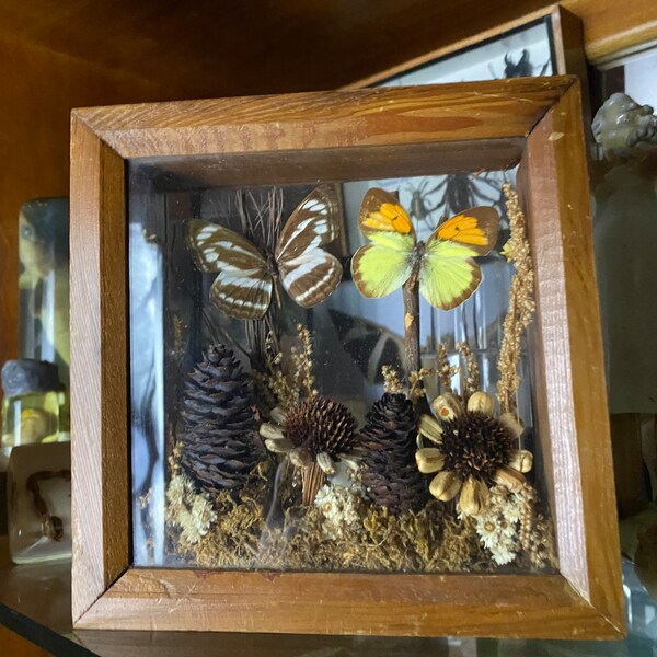 Butterfly Shadowbox - Etsy