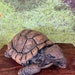 Brown Tortoise Statue - Sterling Statuary | Handmade Brand New Turtle ...