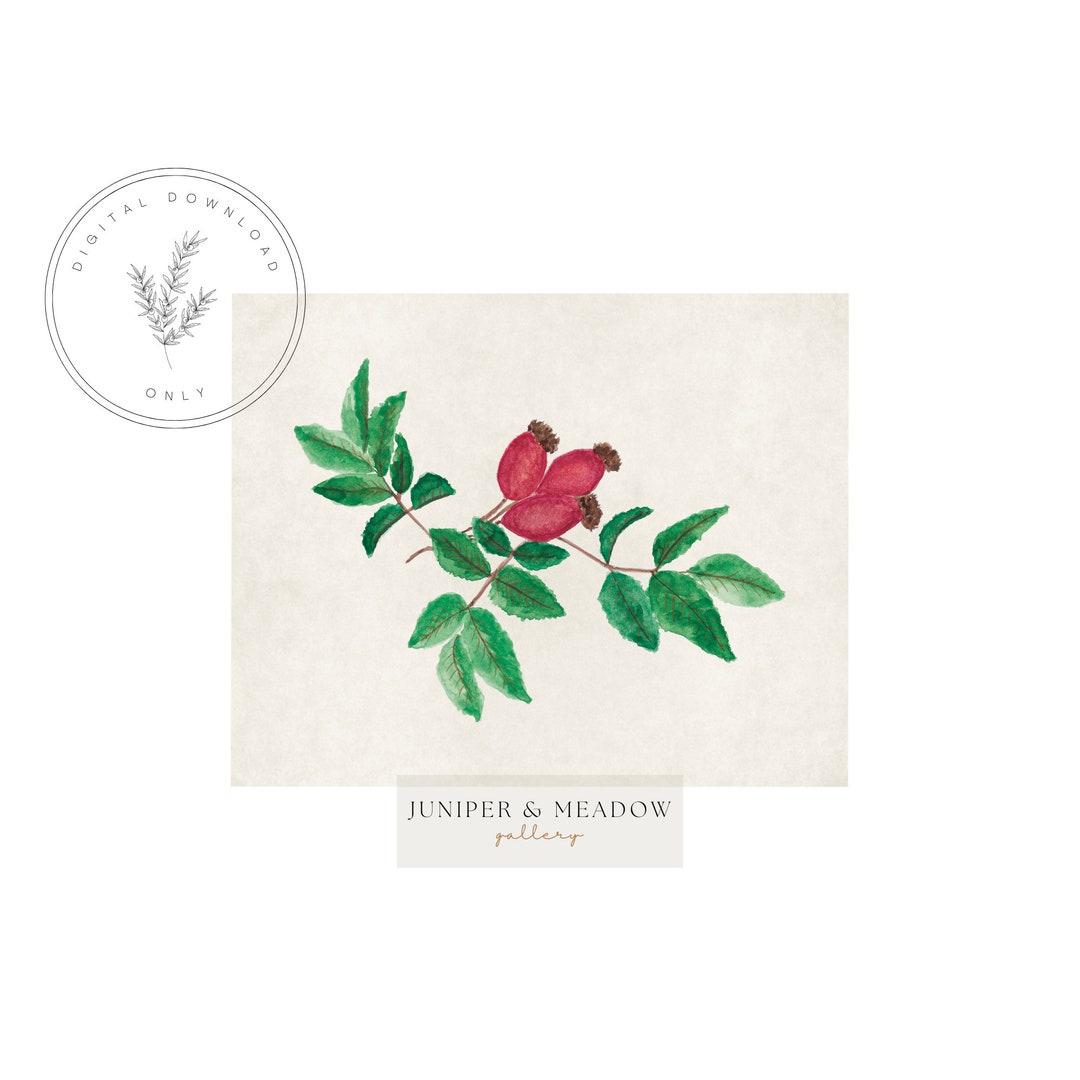 Rosehip Print | Printable Art | Wall Decor | Art Print - Etsy