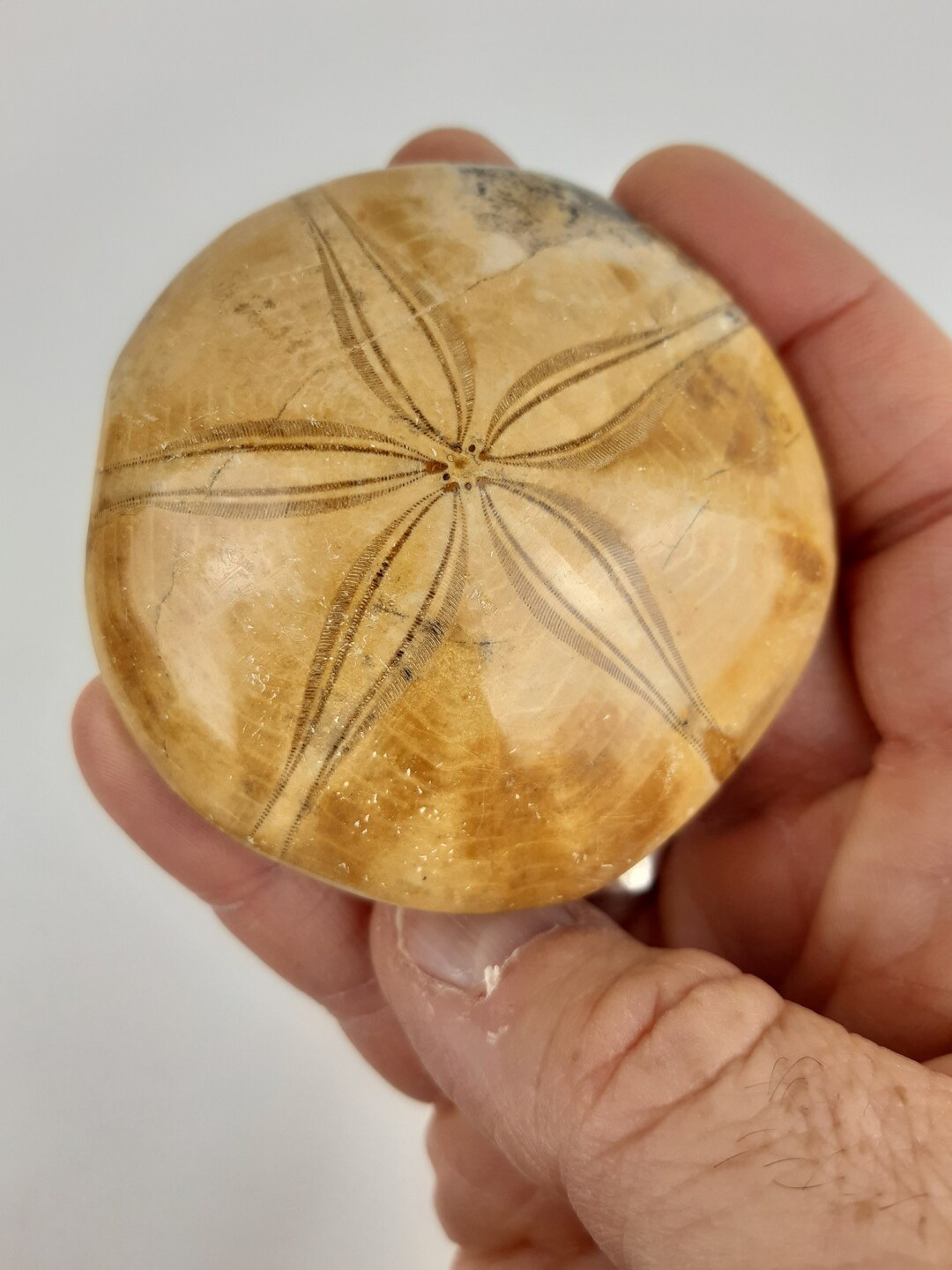 Fossil Sea Urchins Dating From the Jurassic Period, Known to Bring Good ...