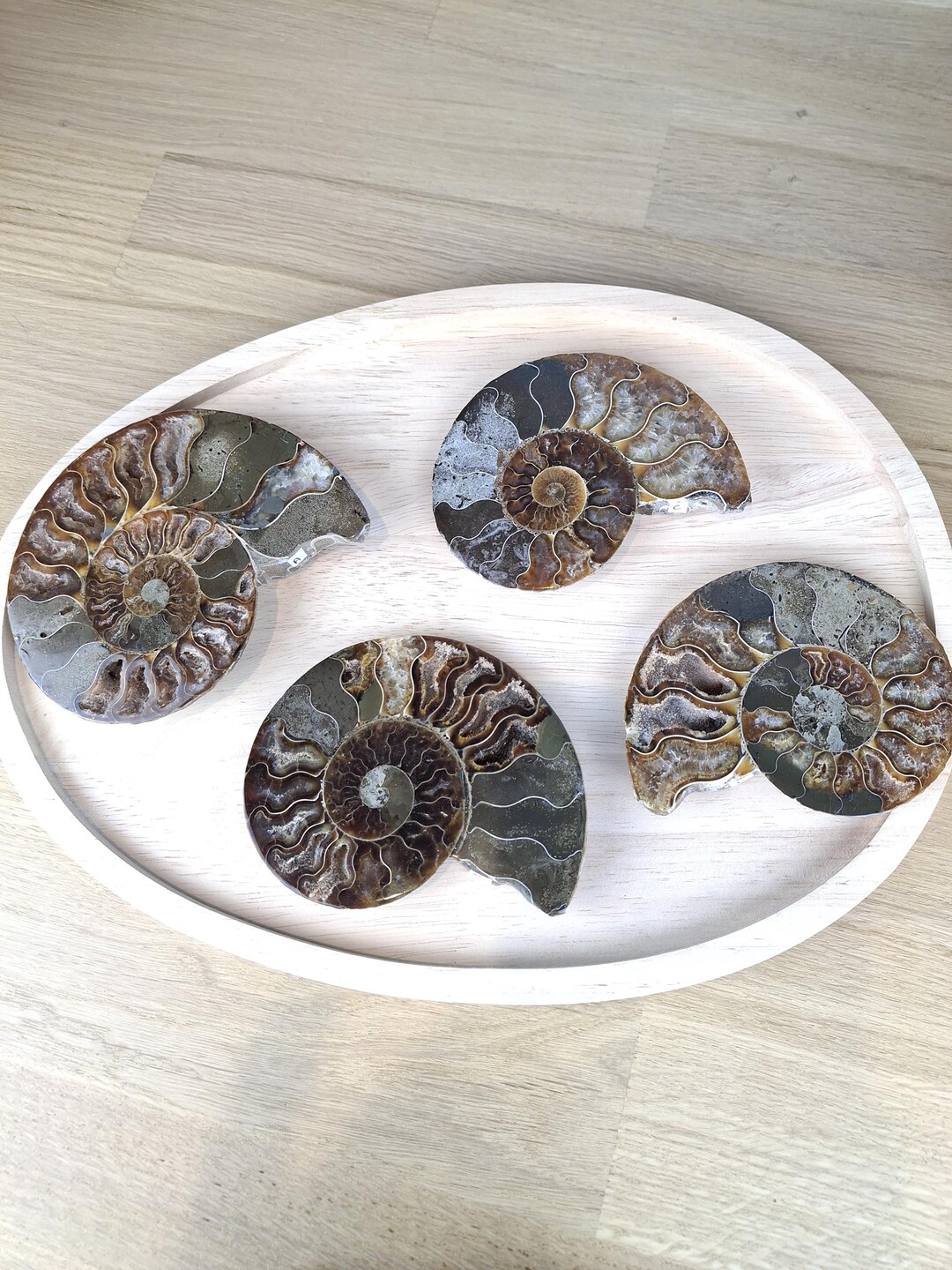 1/2 Ammonite Sawn and Polished - Etsy