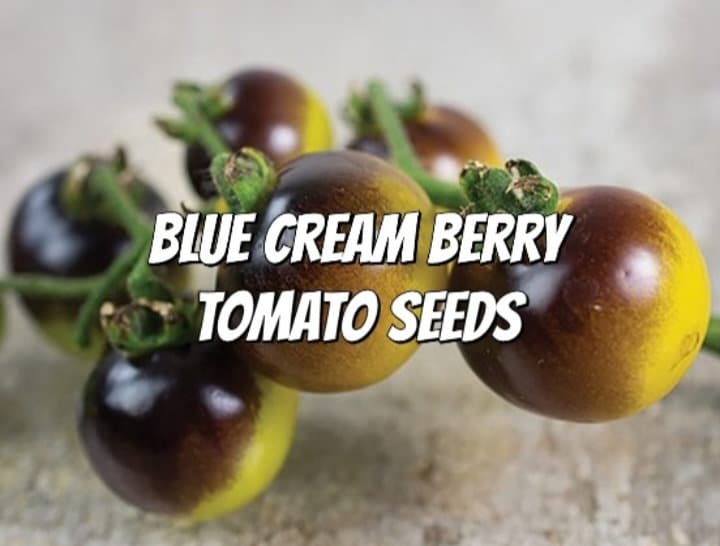 3 Pack Heirloom Cherry Tomato Seeds - Etsy