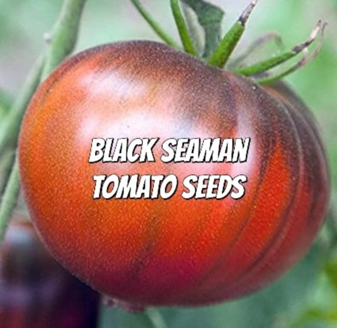 Black Seaman Tomato Seeds - Etsy
