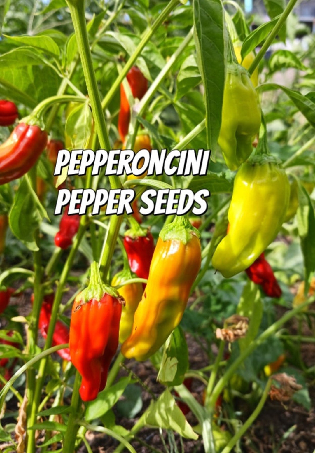 Pepperoncini Pepper Seeds - Etsy