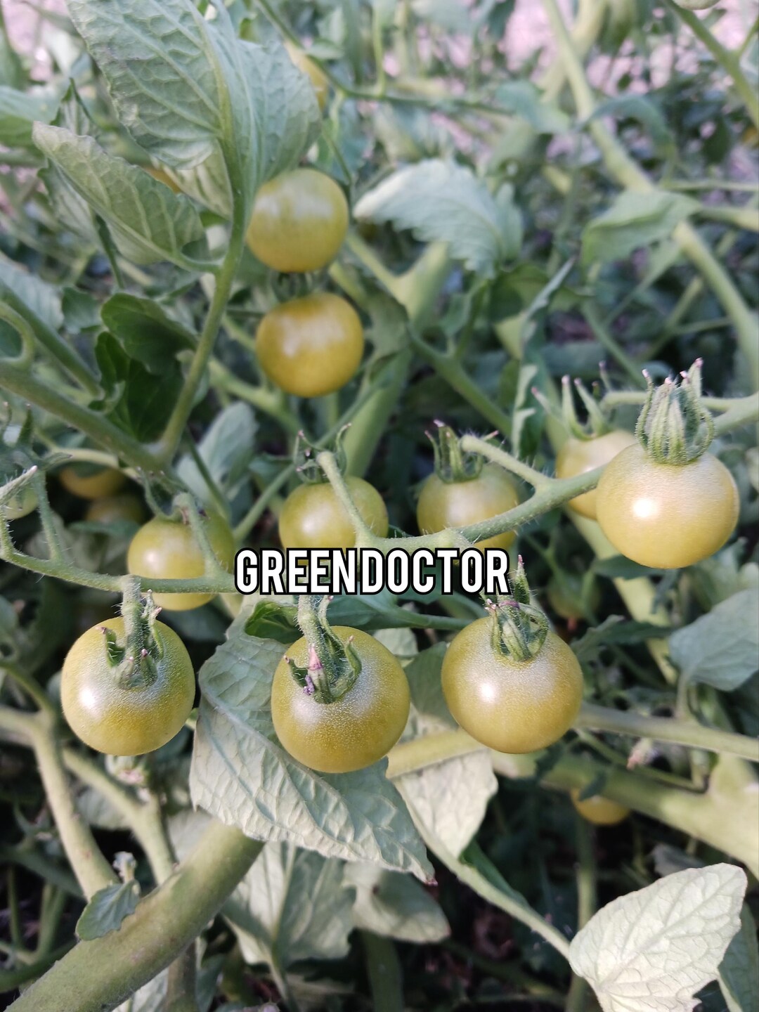 Green Doctor Cherry Tomato Seeds - Etsy