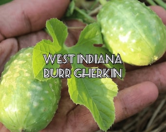 West Indian Elm Seeds guazuma Ulmifolia Packet of 5 Seeds - Etsy