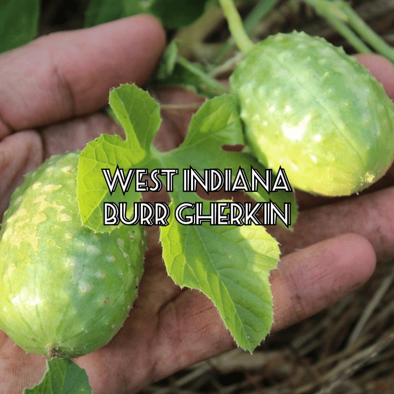 West Indian Burr Gherkin - Etsy