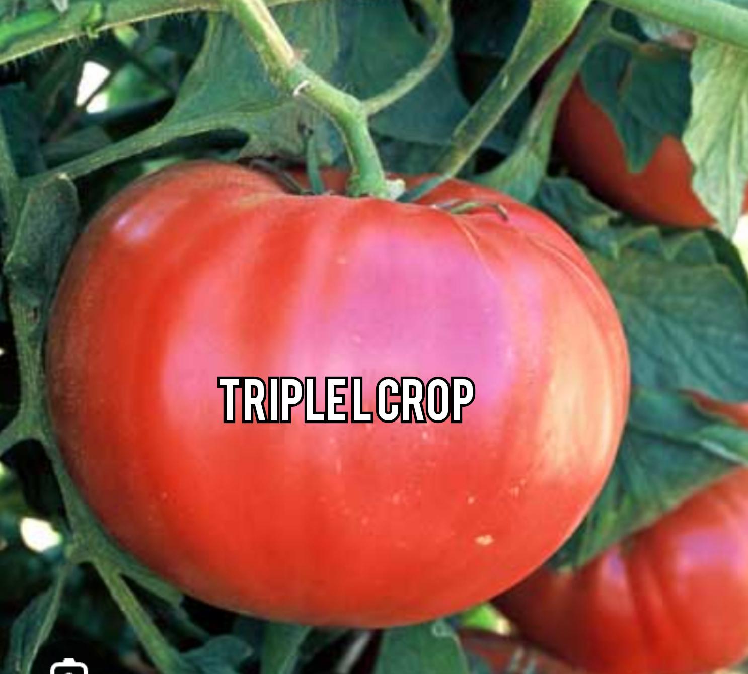 Triple L Crop Tomato Seeds - Etsy