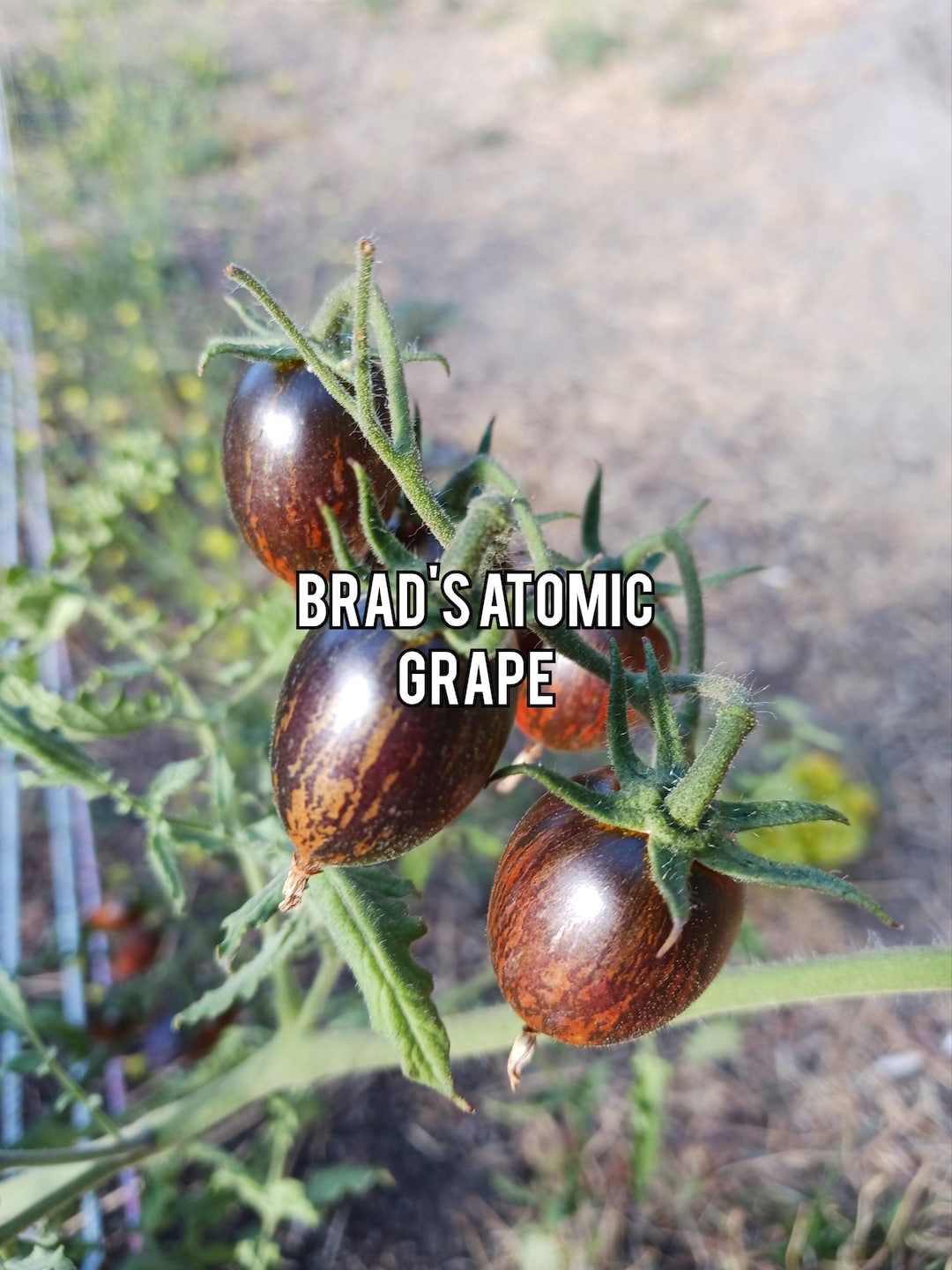 Brad's Atomic Grape Tomato Seeds - Etsy