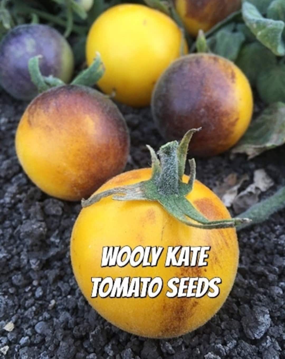 Wooly Kate Tomato Seeds - Etsy