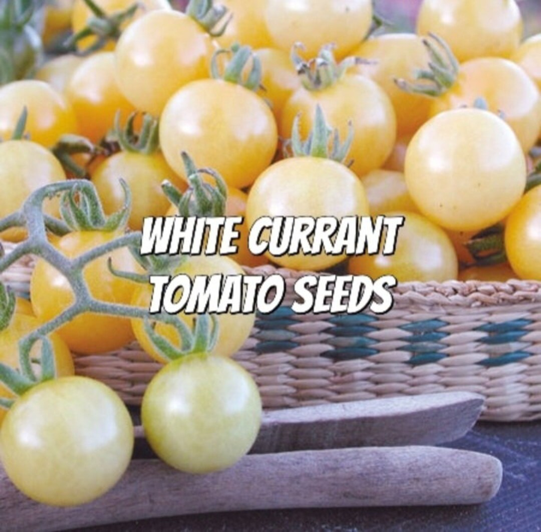 White Currant Tomato Seeds - Etsy