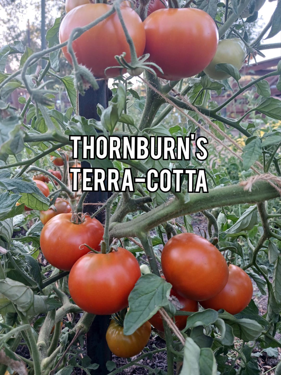 Thornburn's Terra-cotta Tomato Seeds - Etsy