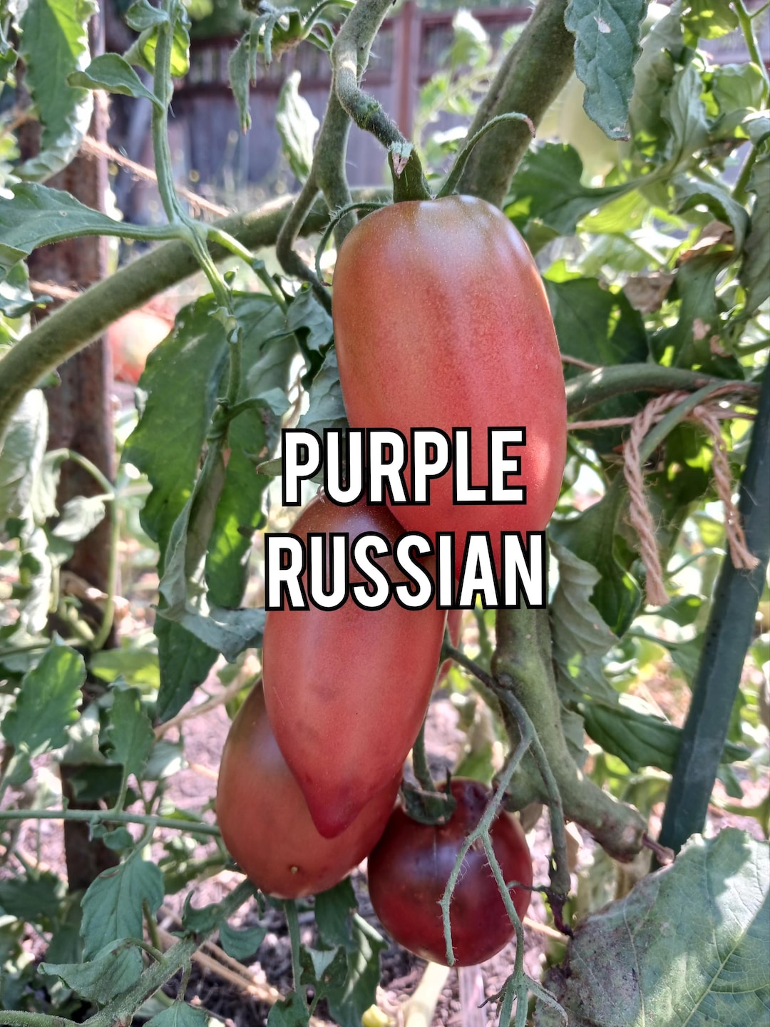 Purple Russian Tomato Seeds - Etsy