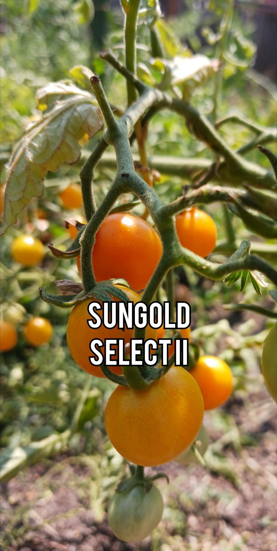 Sungold Select II Tomato Seeds - Etsy